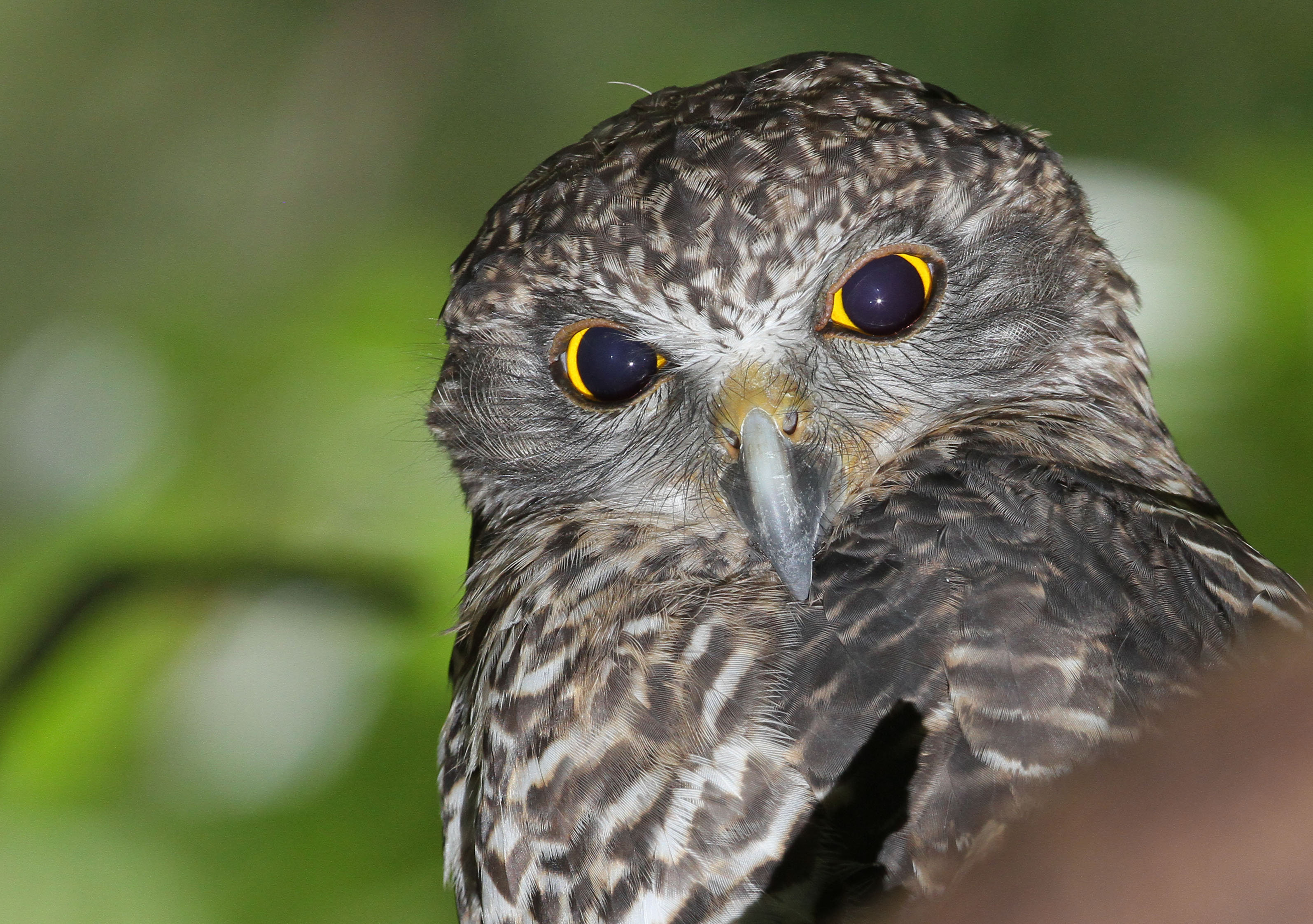 The Powerful Owl Community Art Day @ Mt Coot-tha | St Mary's In Exile